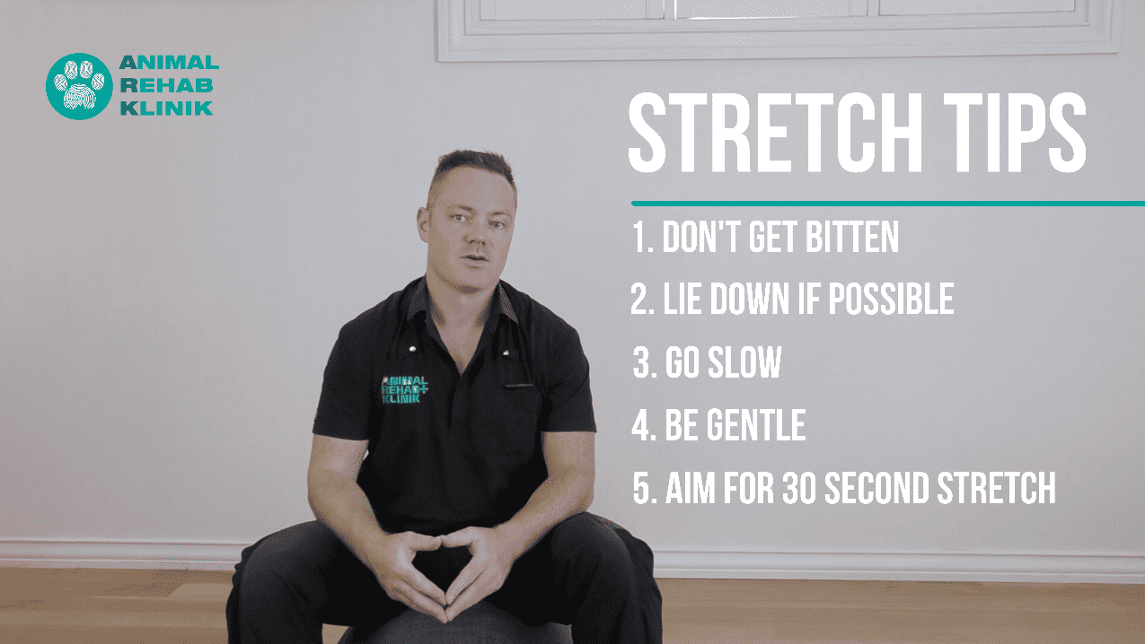 How To Stretch Your Arthritic Dog - Animal Rehab Klinik